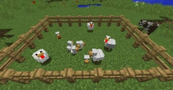 What do Chickens Eat in Minecraft? Learn from the Best